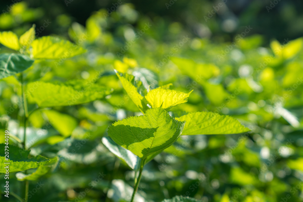 Mulberry tree in the garden. Mulberry leaf is food for silkworm, to ...