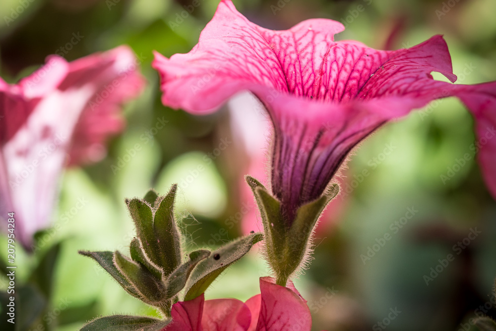 Flor surfinia de color rosa , aislada. Macrofotografia. Stock Photo ...