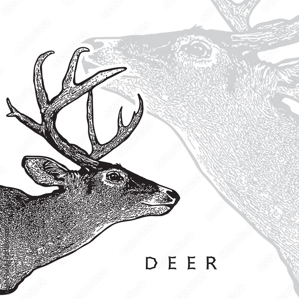 Deer head - graphic engraving isolated on white background. Vector ... Deer head - graphic engraving isolated on white background. Vector ...