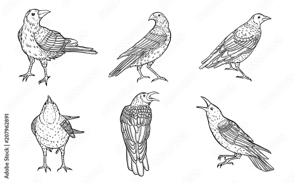Set of crow vector on white background.Birds vector by hand drawing ...