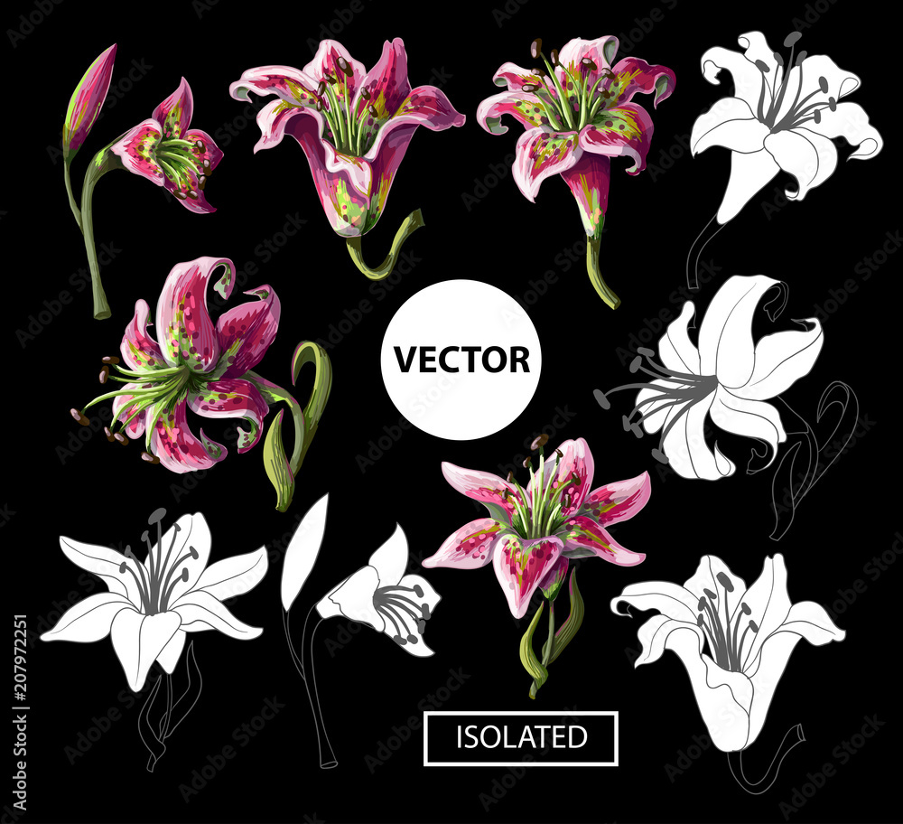Lilies flowers isolated on a black background. Vector illustration ...
