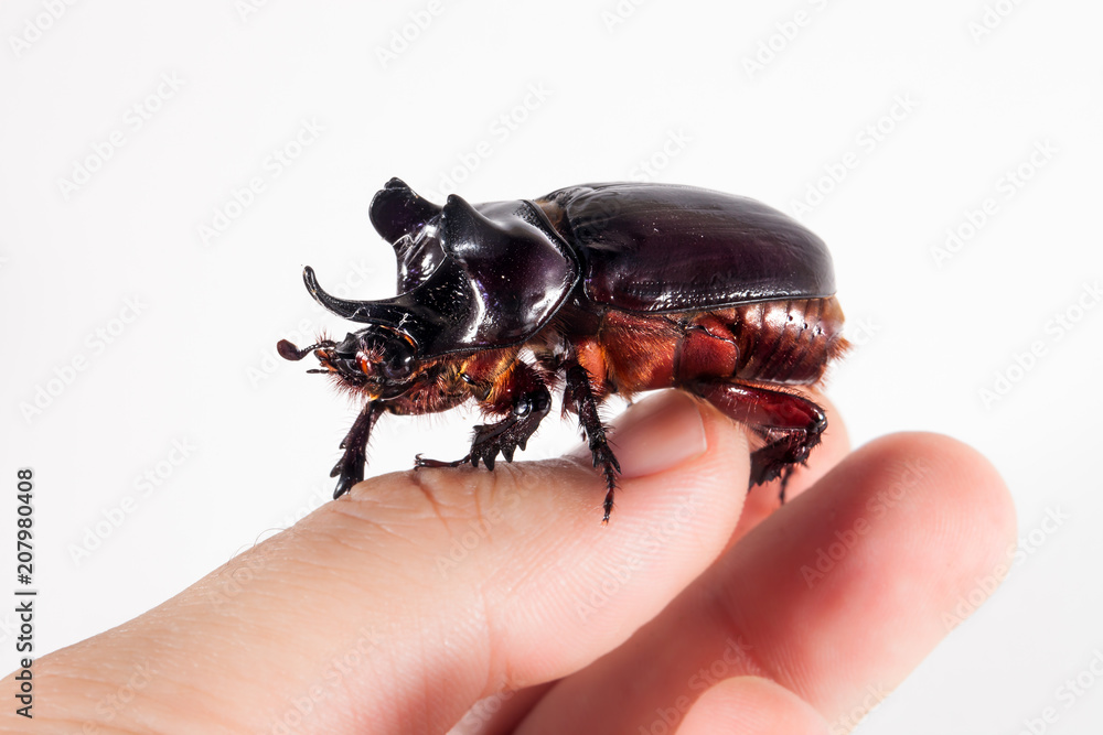 Ox Beetle