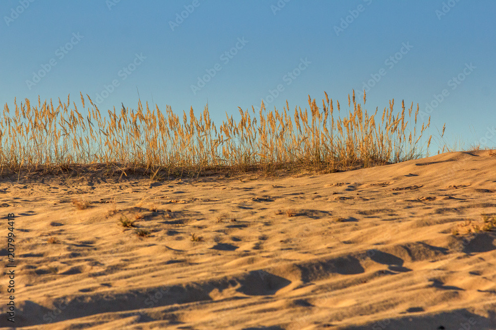 steppe grass on a sunset background. The dried grass is illuminated by ...