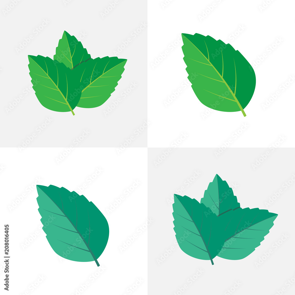 Mint Leaf Vector