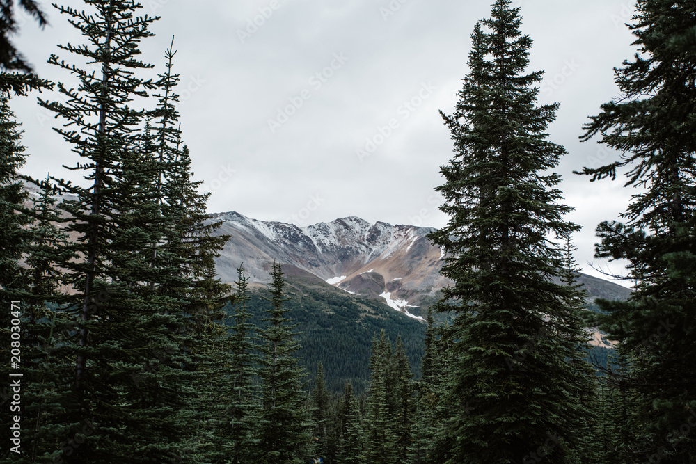 Pine trees in Banff National Park. Stock Photo | Adobe Stock