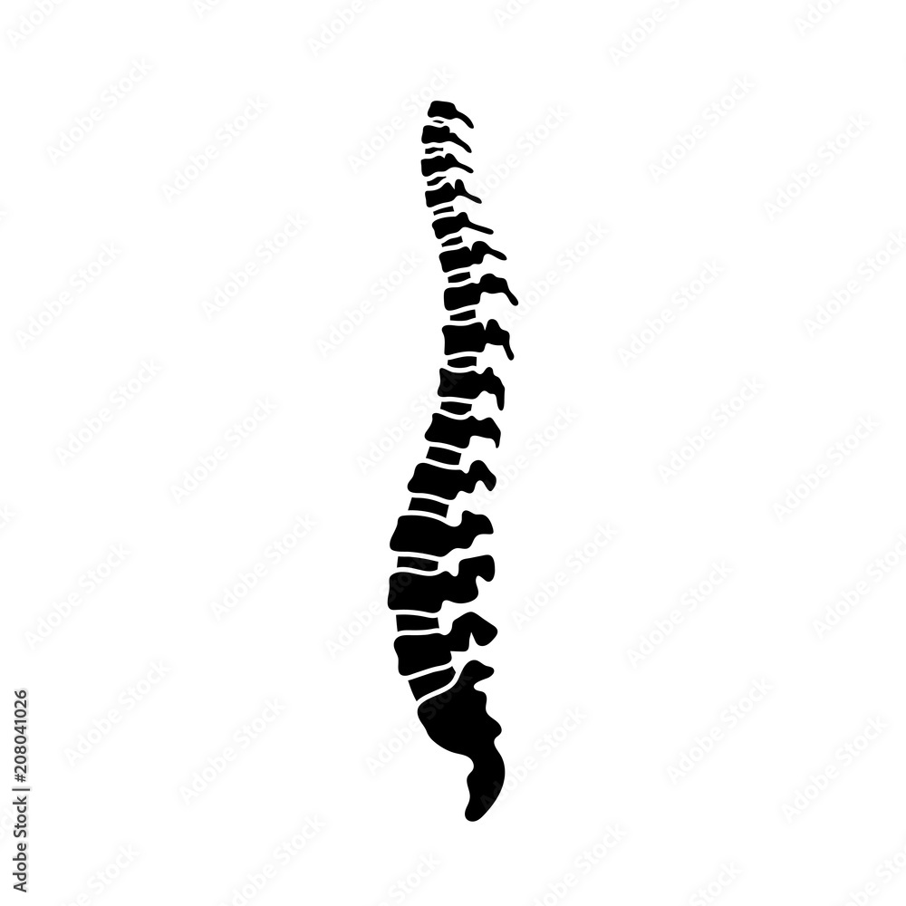 Vector human spine illustration Stock Vector | Adobe Stock