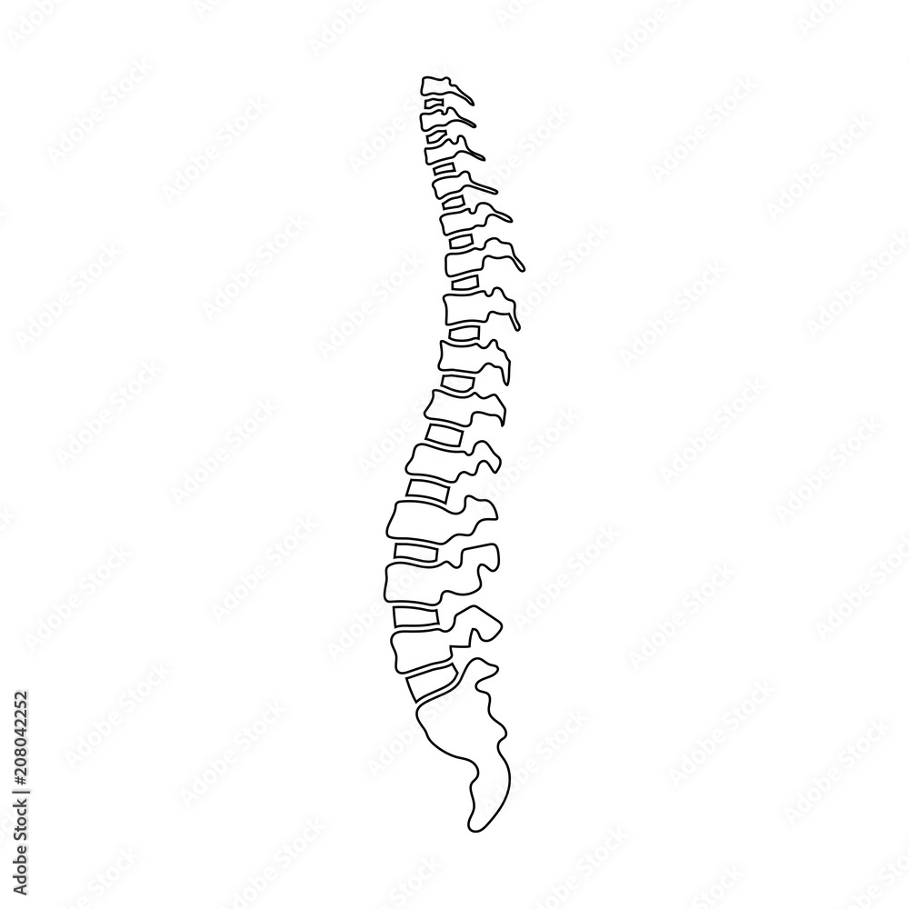 Vector human spine illustration Stock Vector | Adobe Stock