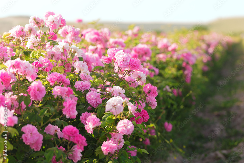 Field Of Pink Roses