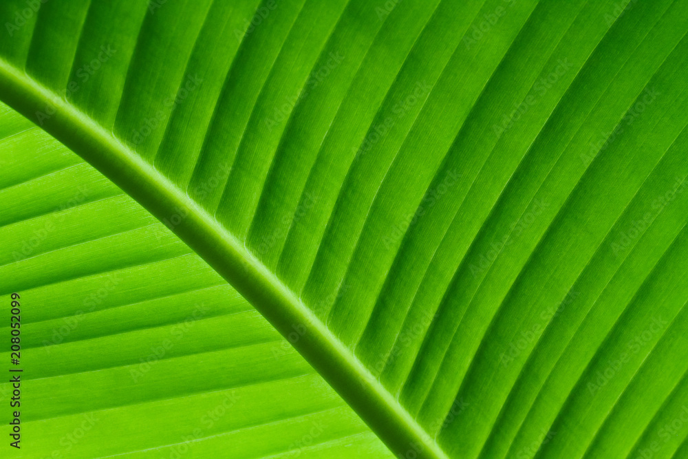 Natural Frame Structures