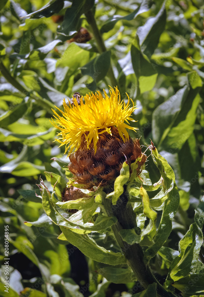 Centaurea macrocephala plant commonly known as big yellow centaurea ...