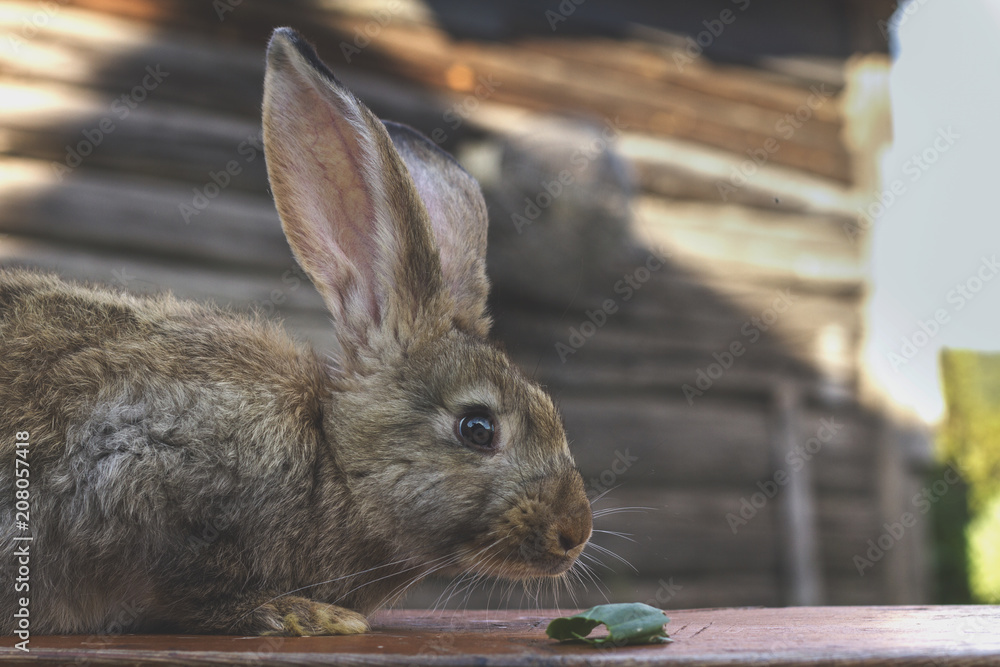 Brown Chinchilla Rabbit