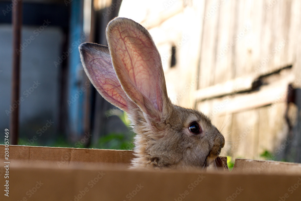 Brown Chinchilla Rabbit