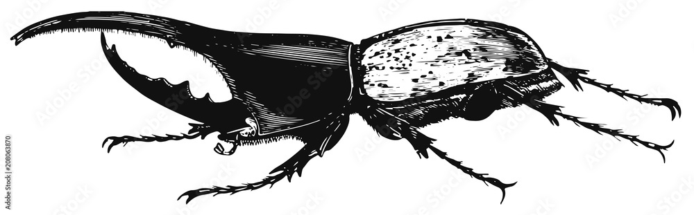 Hercules beetle - Dynastes hercules #vector #isolated - Herkuleskäfer ...