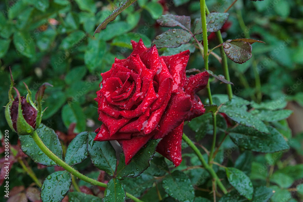 Natural Rose Flower Garden Photos | Best Flower Site