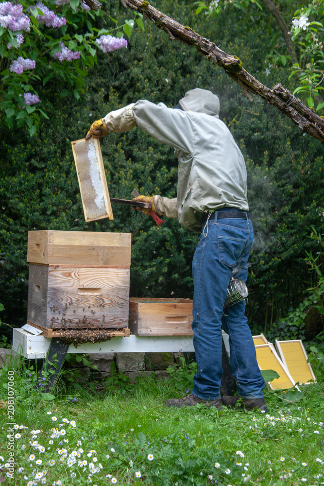 Apiculture - Récolte d'une hausse de cadres à miel Stock Photo | Adobe ...