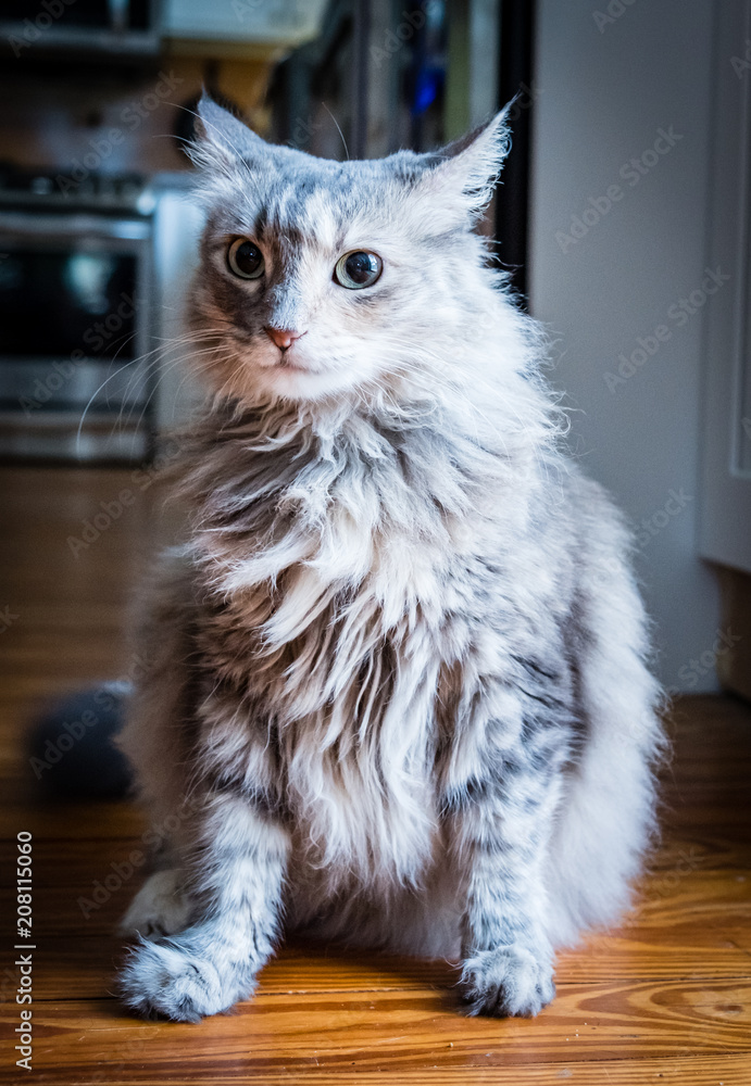 Fluffy Gray Calico Kittens