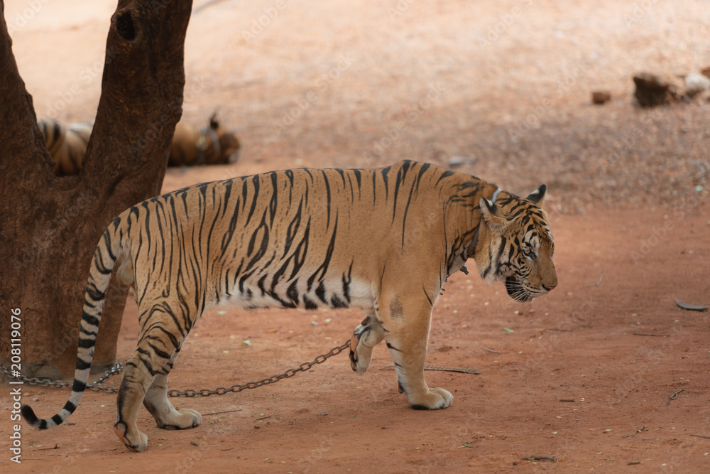 Royal Tiger laying Chained on Stage for the Safety of Tourists in the ...