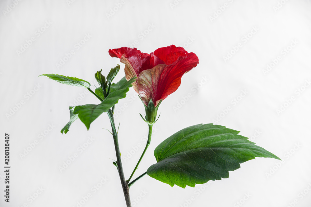 Hibiscus Flower - Side View - Isolated Stock Photo | Adobe Stock