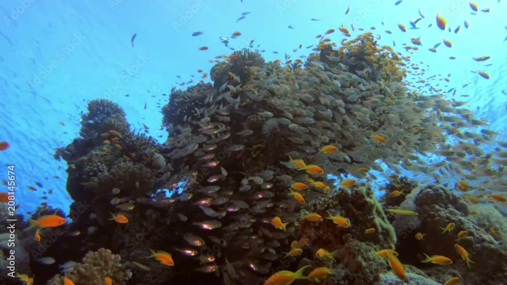 Underwater Glass-Fish Scene. Picture of sweepers glassfish ...