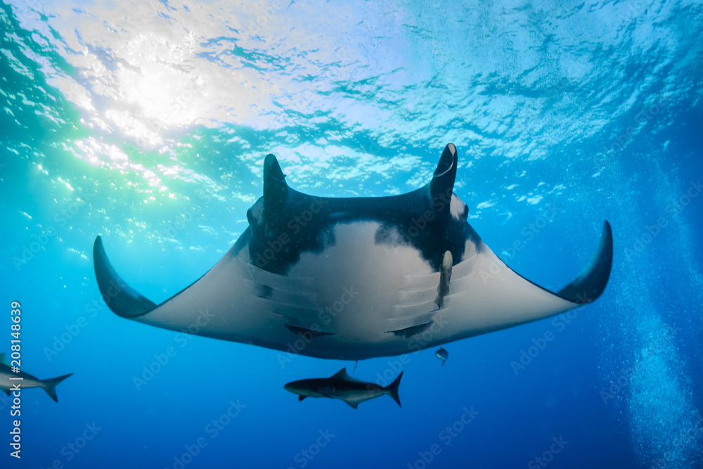 Poster Huge majestic Oceanic Manta Ray with Cobia and fish swimming in ...