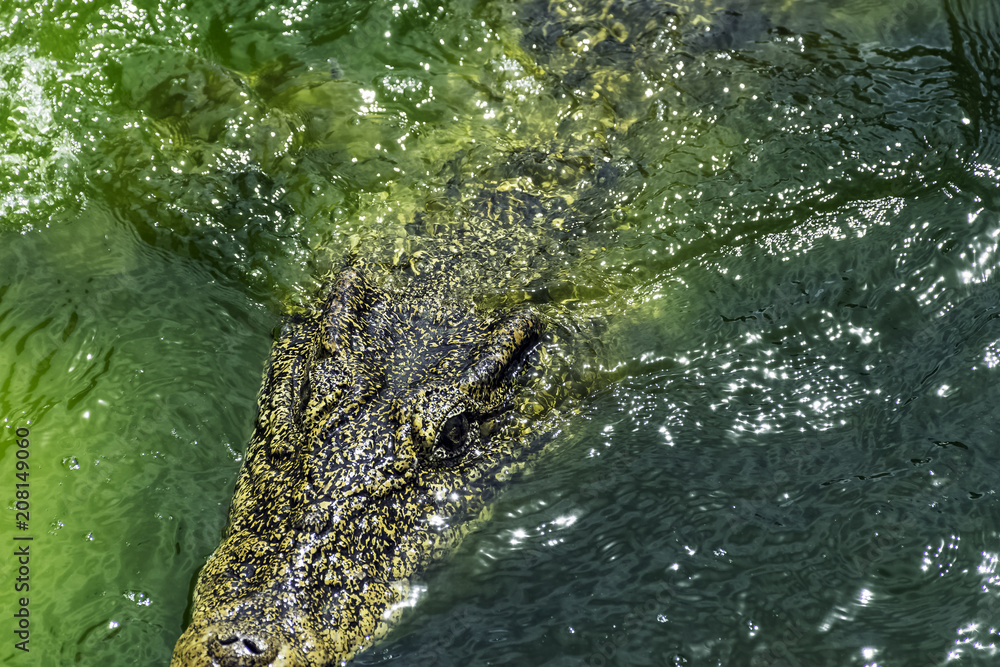 Swimming Cuban crocodile (Crocodylus Rhombifer) is a small species of ...