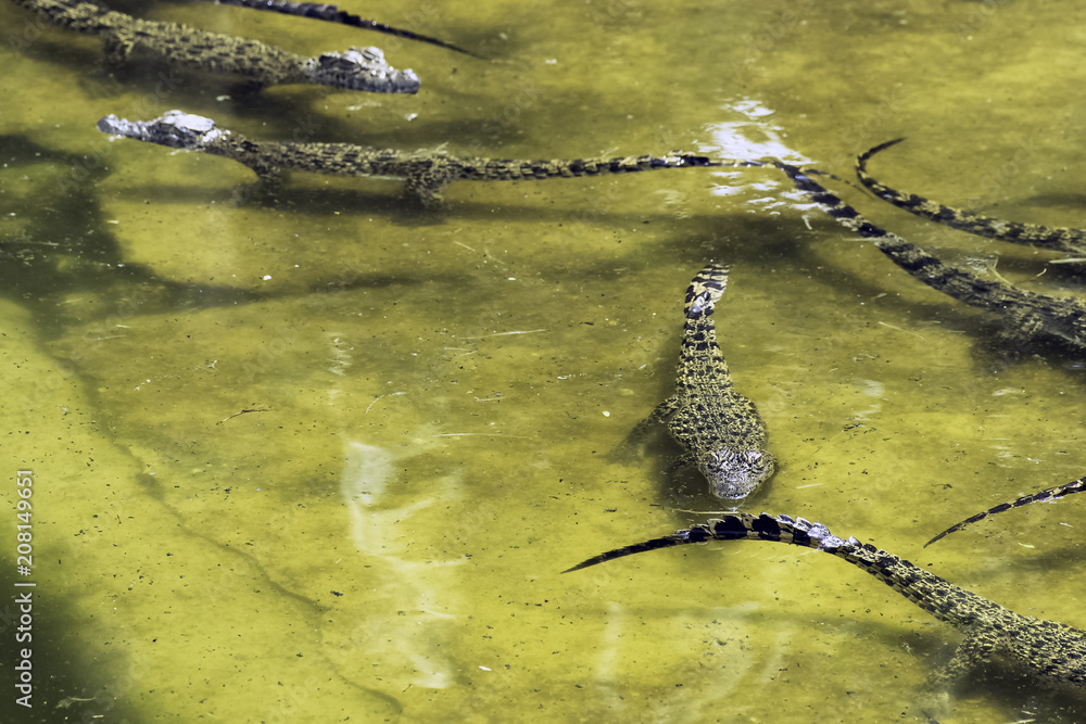 Swimming Cuban crocodile (Crocodylus Rhombifer) is a small species of ...
