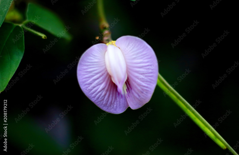Butterfly Pea Flower. Known as Bunga Telang. Plant species belonging to ...