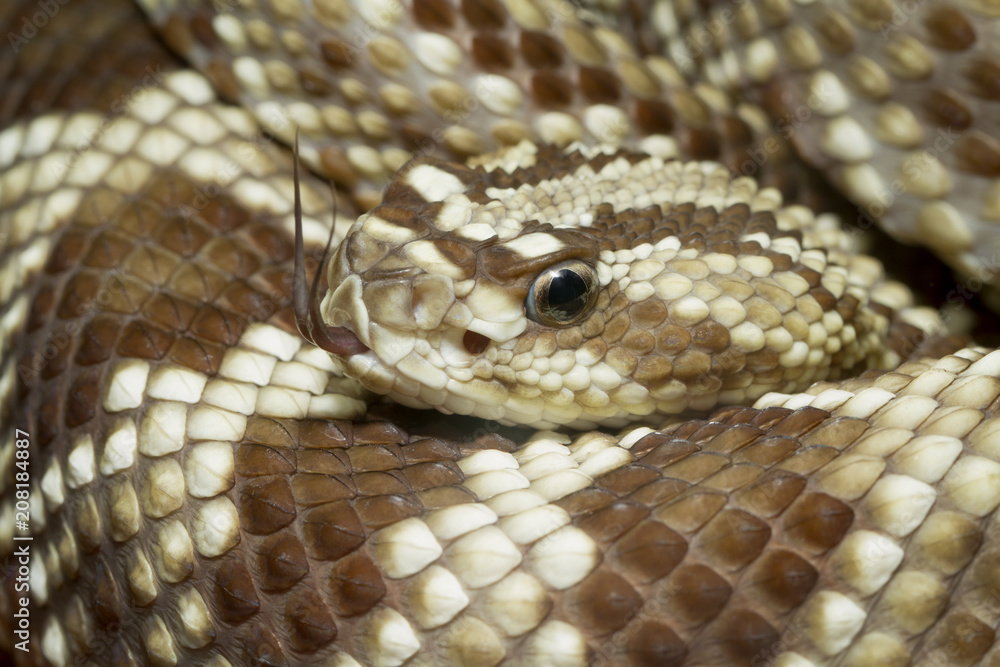 Neotropical Rattlesnake