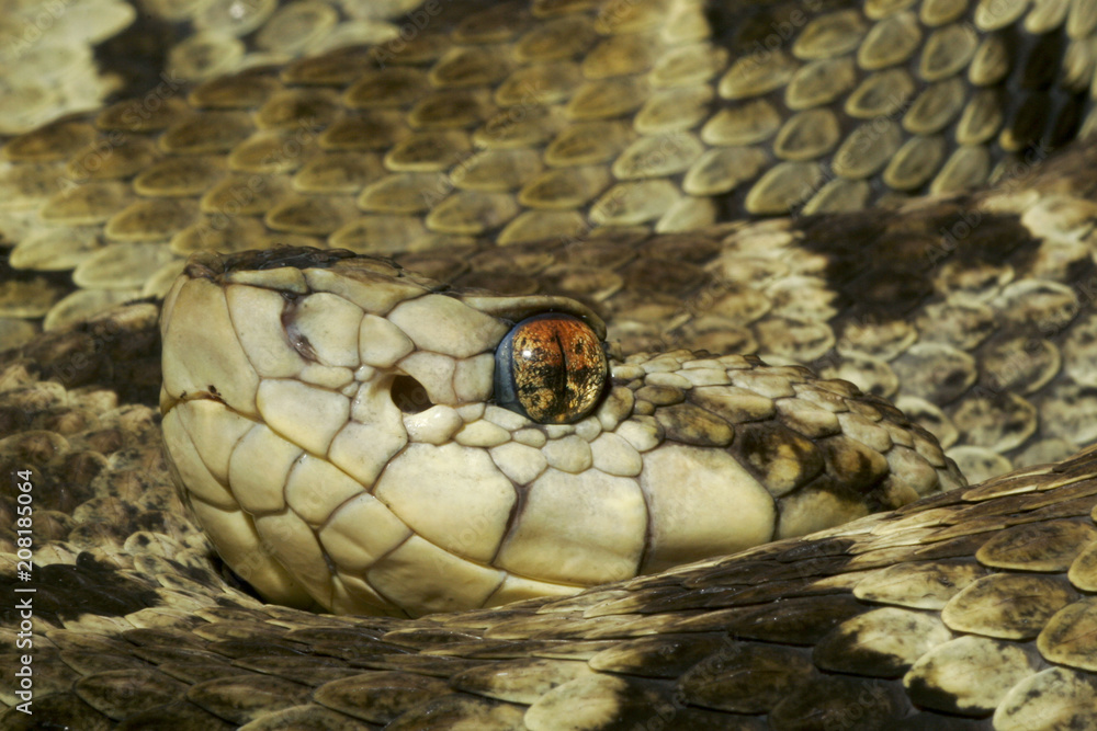 Venomous Fer-De-Lance Snake (Bothrops asper) Stock 写真 | Adobe Stock