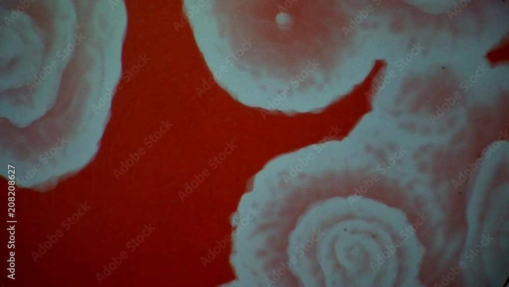 The Belousov–Zhabotinsky reaction, also known as the BZ reaction, forms ...