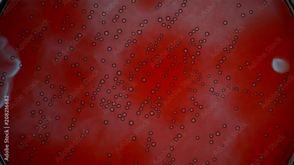 The Belousov–Zhabotinsky reaction, also known as the BZ reaction, forms ...