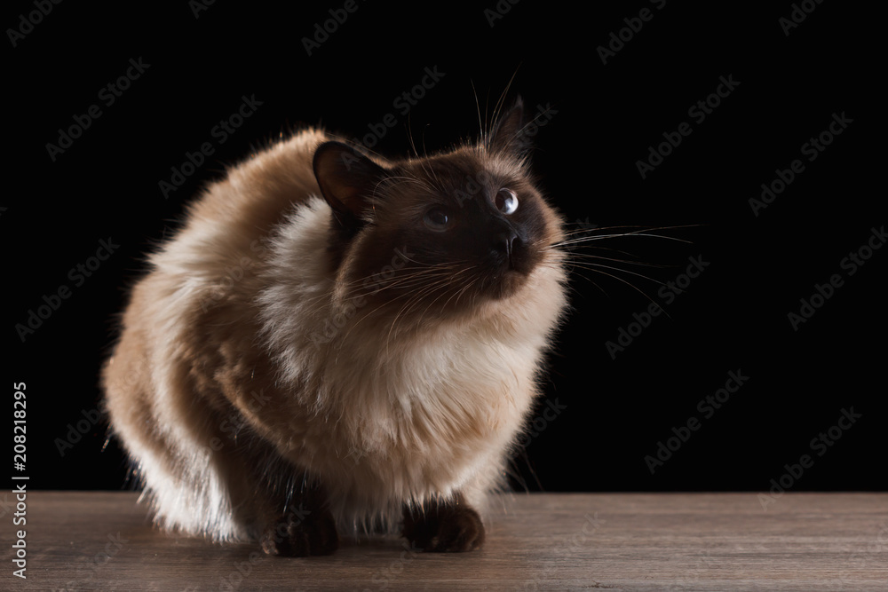 Black Balinese Cat