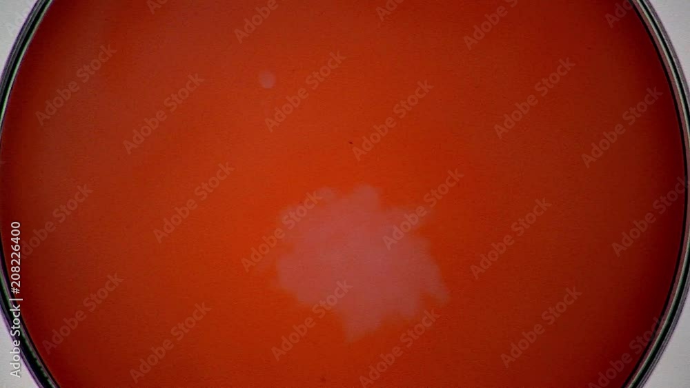 The Belousov–Zhabotinsky reaction, also known as the BZ reaction, forms ...