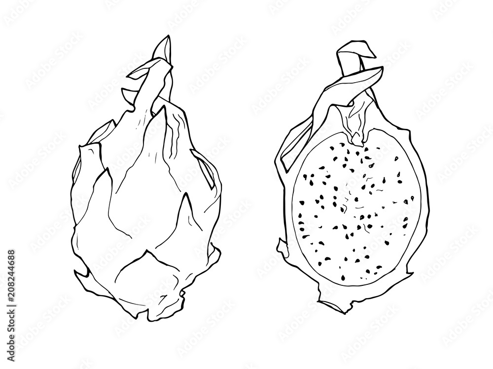 vector line illustration of pitaya. Isolated dragon fruit for label ...