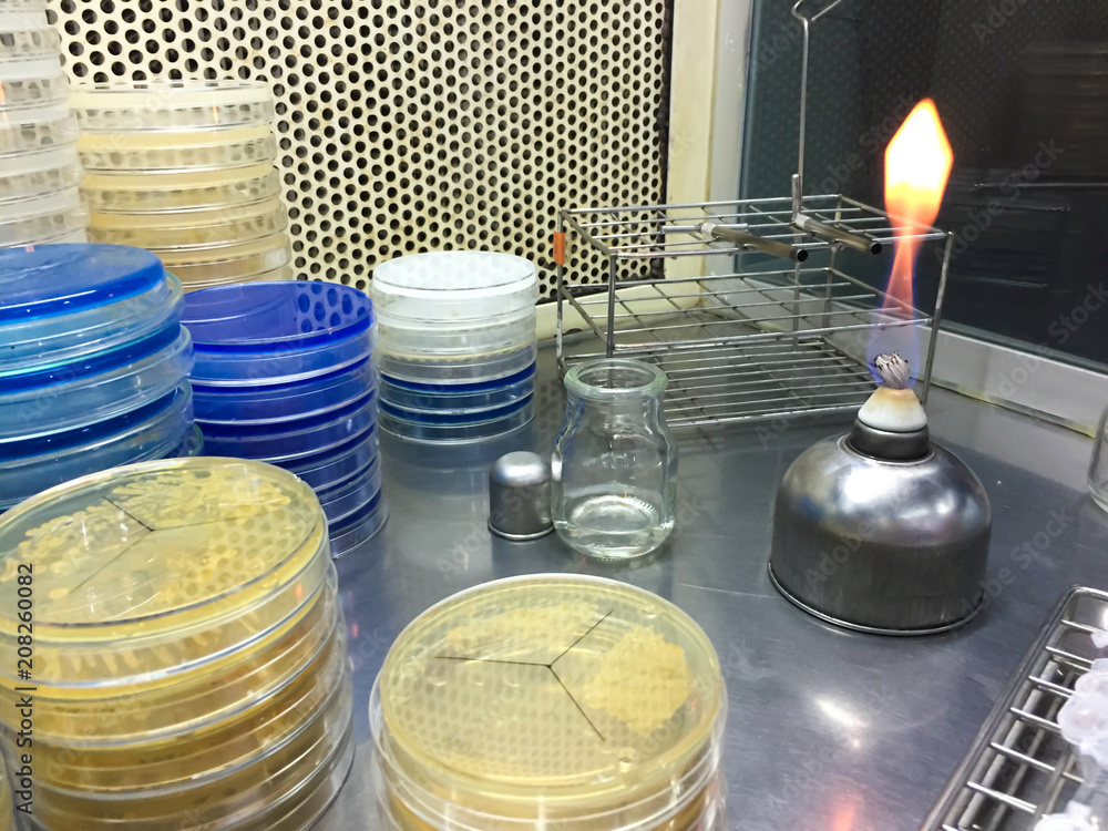 Blue agar CAS assay used for siderophore detection and white ...