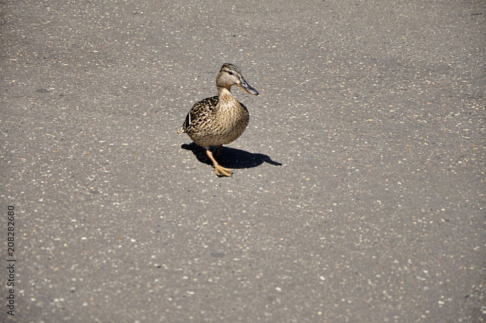 Ducks are medium-sized and small-sized birds with a relatively short ...
