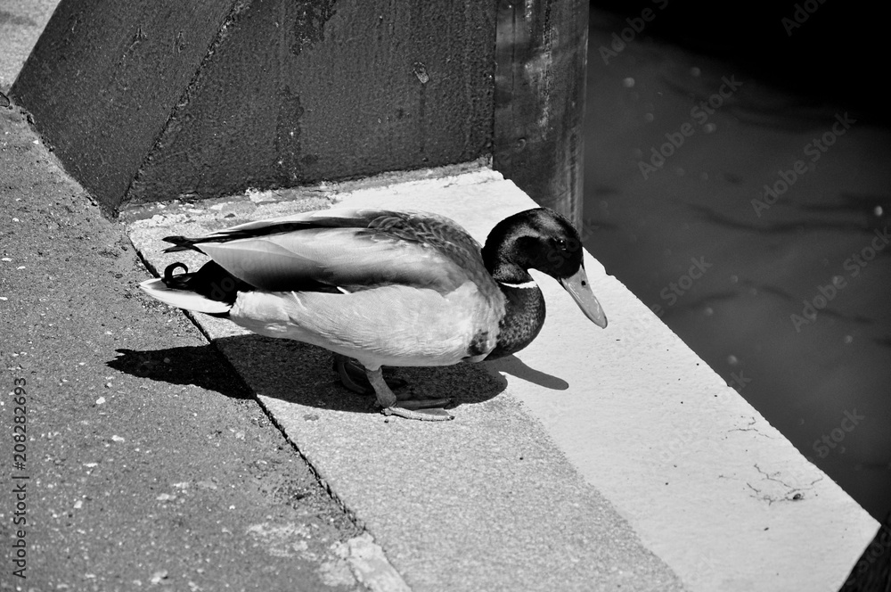 Ducks are medium-sized and small-sized birds with a relatively short ...