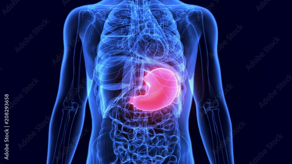 3d illustration of human body stomach anatomy Stock Illustration ...