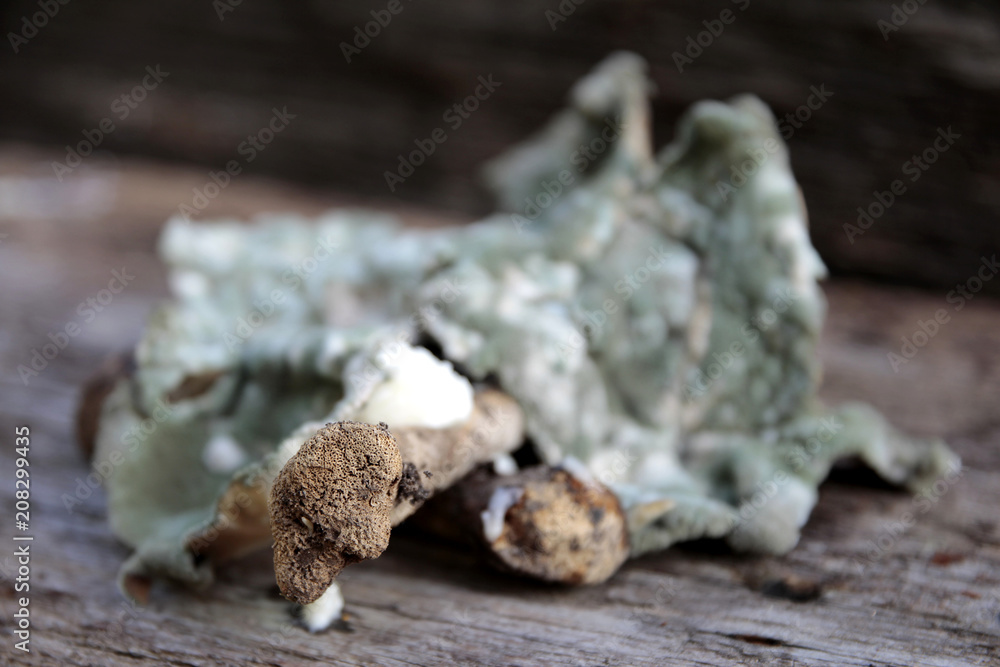 Stilvolle Schimmel Im Korper Nachweisen Fotos