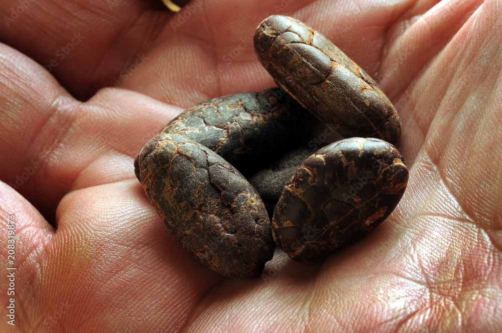 Theobroma cacao Какава Κακαόδεντρο شجرة Какао كاكاو カカオ 카카오 კაკაო ...