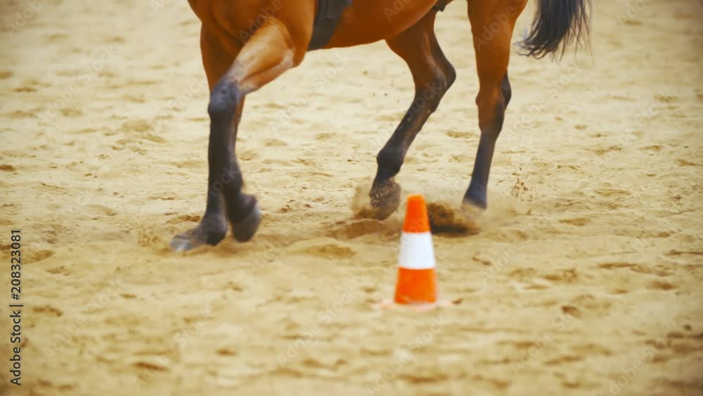 Vídeo do Stock: Horse legs stop at the orange cone in slow motion 4K ...