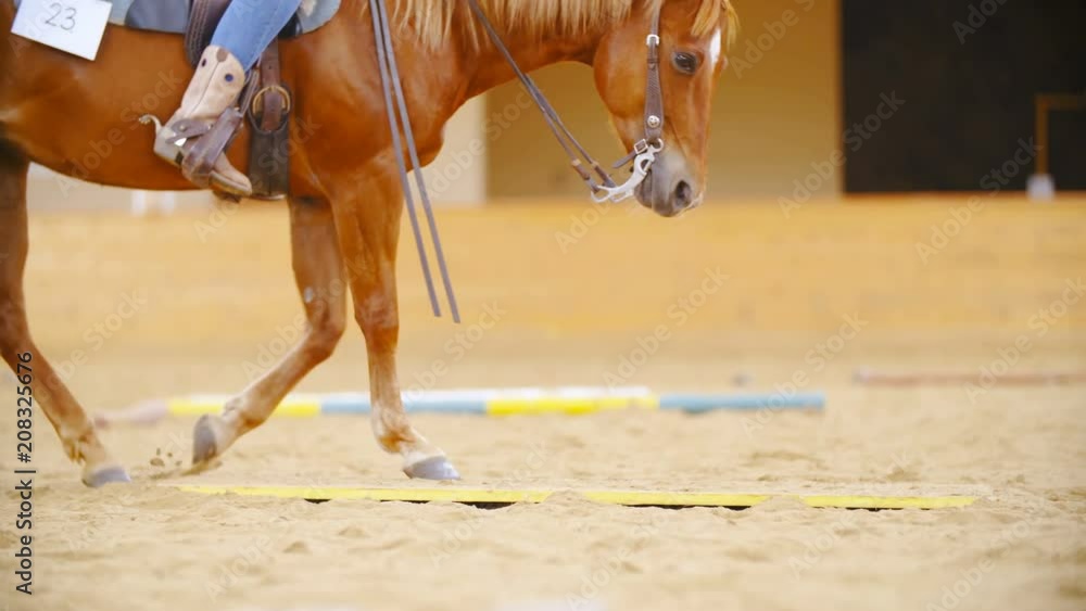 Horse walk over obstacles at competition in slow motion 4K. Long shot ...