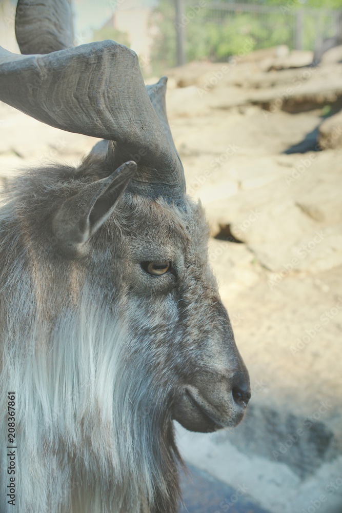 All Images Of Cloven Footed Animals