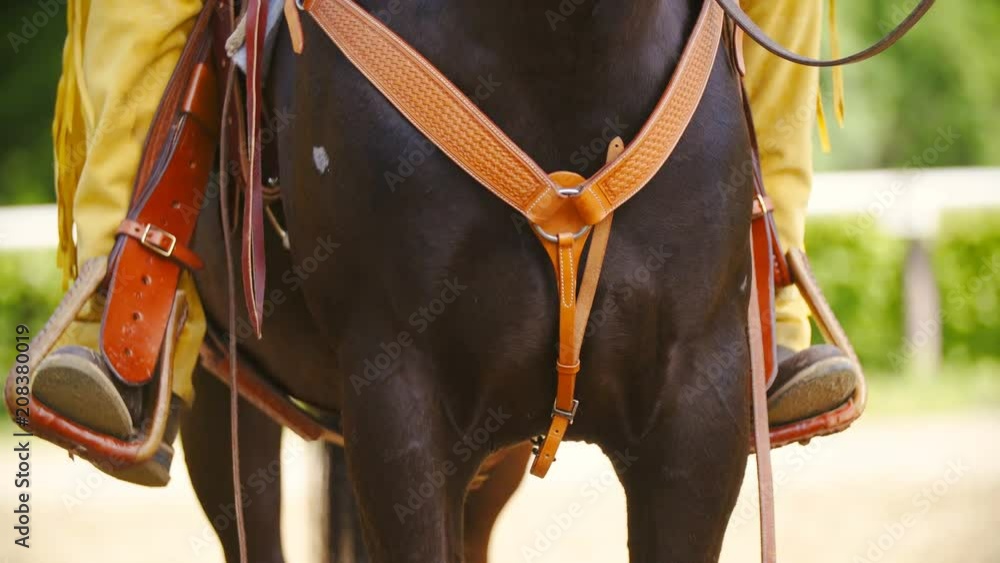 Vidéo Stock Horse chest with stylish belt holding the saddle close-up ...