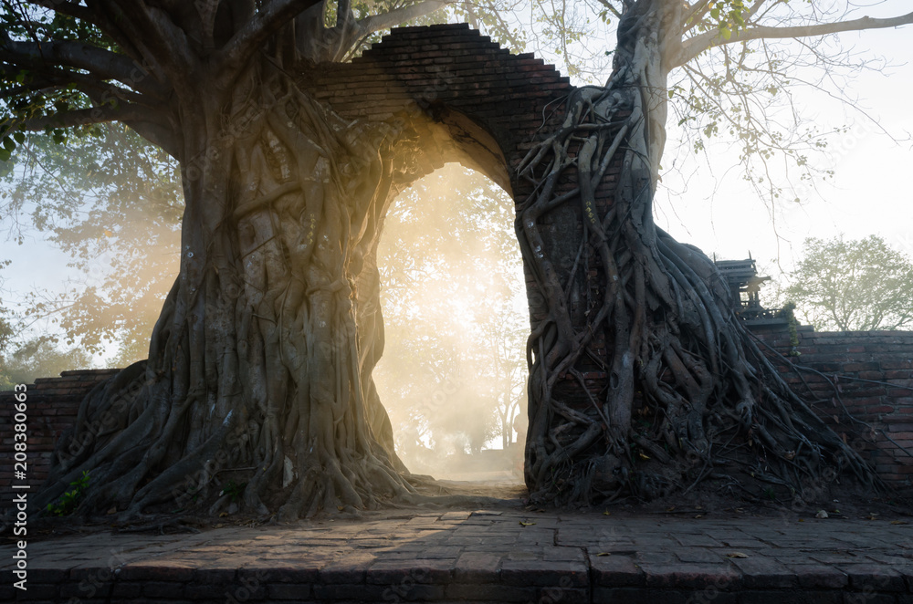 Ancient arch in tree root at Wat Phra Ngam, Ayutthaya Stock Photo ...