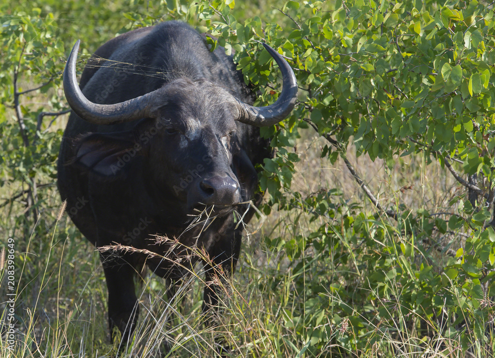 Very old looking African buffalo or Cape buffalo (Syncerus caffer ...