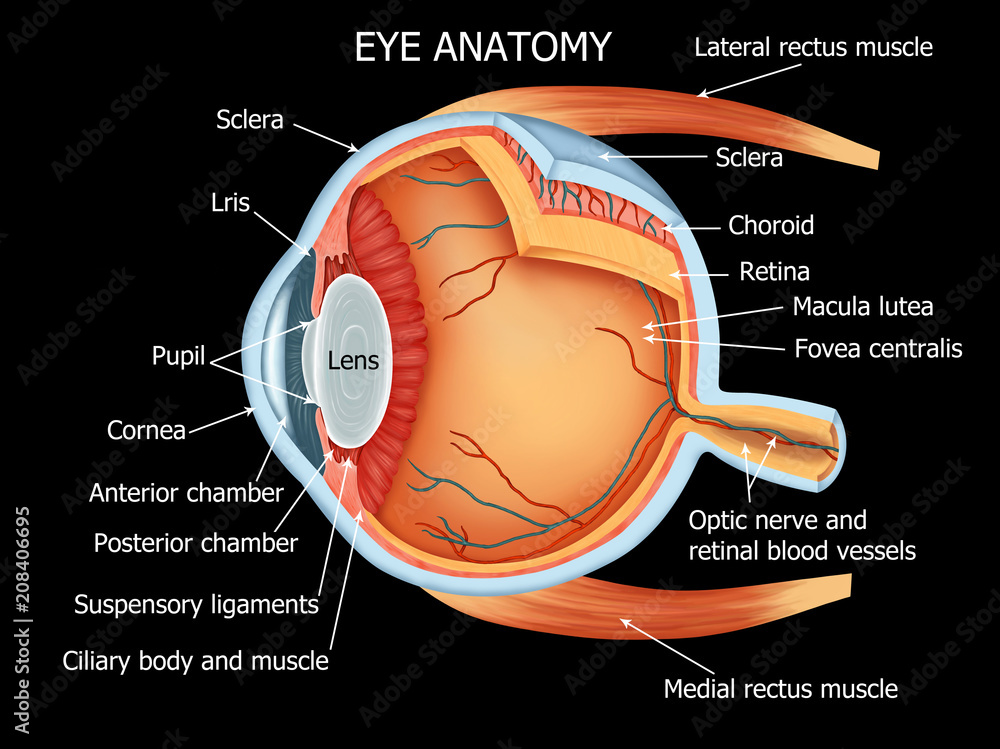 illutration of Human Eye Anatomy Stock Illustration | Adobe Stock