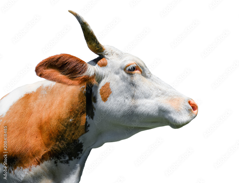 Beautiful young red and white spotted cow isolated on white. Portrait ...