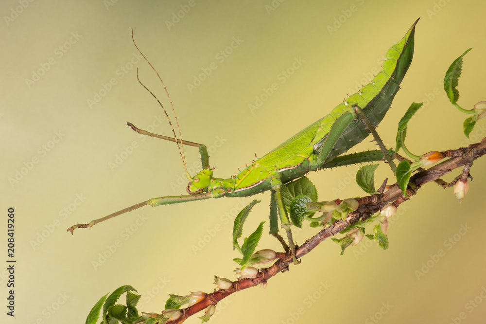 Jungle Nymph Stick Insect (Heteropteryx dilatata)/Malaysian Stick ...