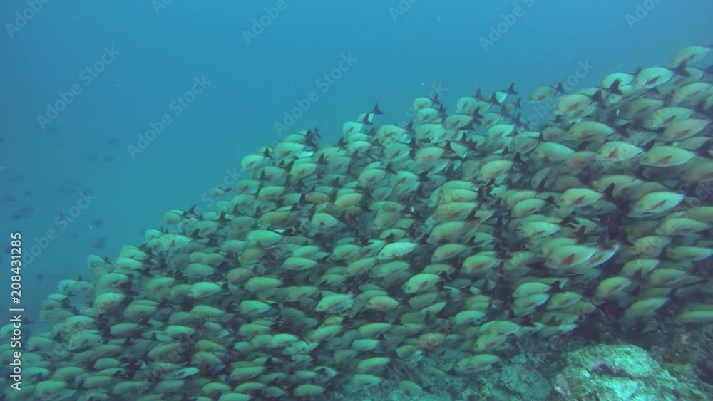 massive school of Humpback Red Snapper - Lutjanus gibbus flows down the ...